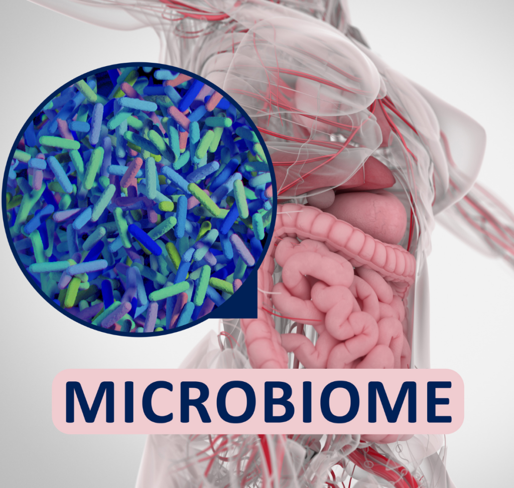 The Estrobolome: How the Gut Impacts Estrogen Levels and Hormone ...